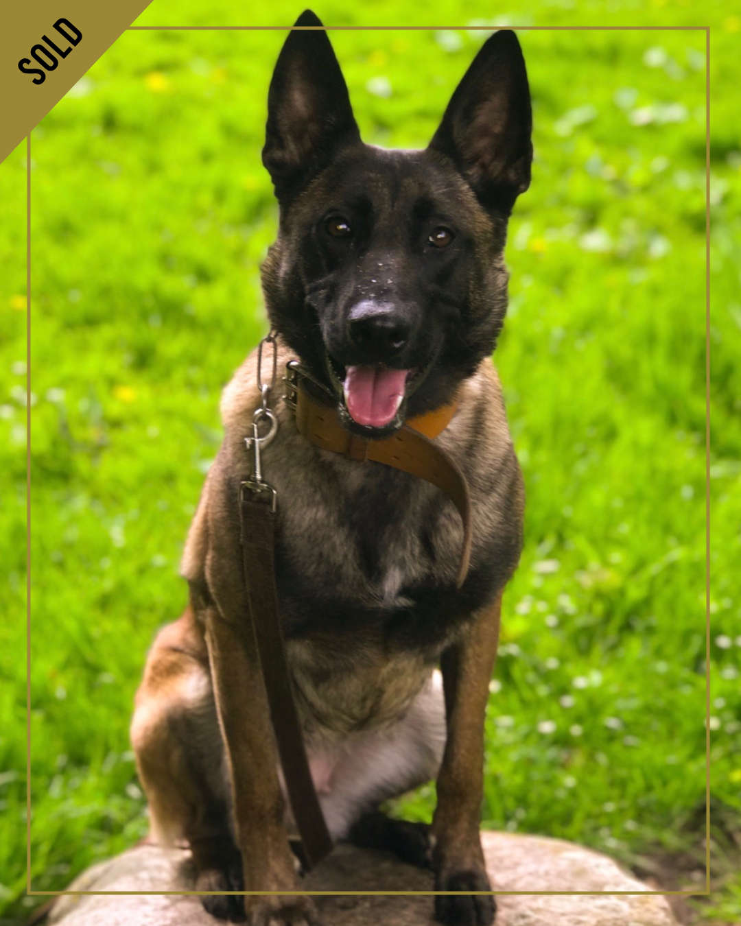 Family Protection Dogs - K9-International | Family Protection Dogs